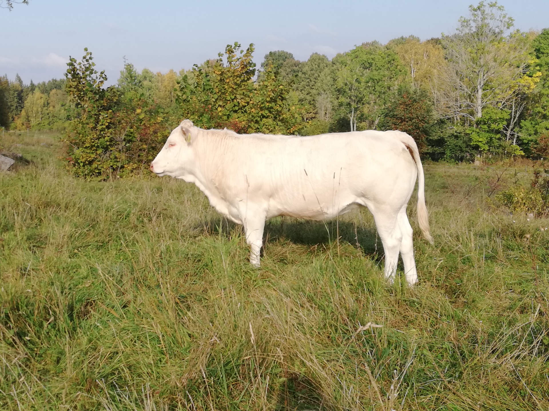 BELTED GALLOWAY och BLONDE D'AQUITAINE :: Sunforest